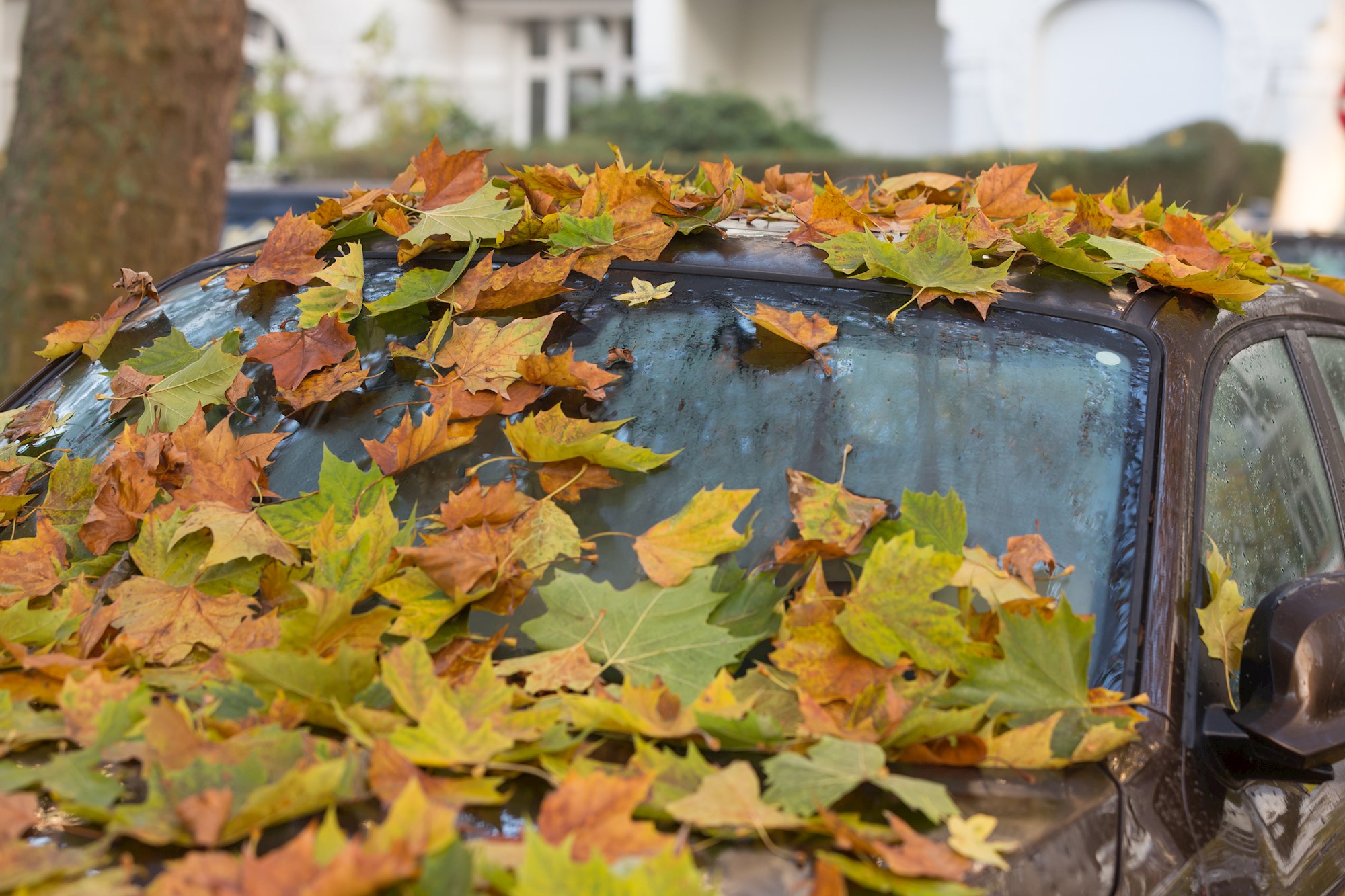 Protecting your car against leaves - Driven Car Guide