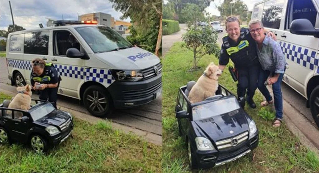 Aussie police pull over dog driving mini Mercedes-Benz SUV - Driven Car ...