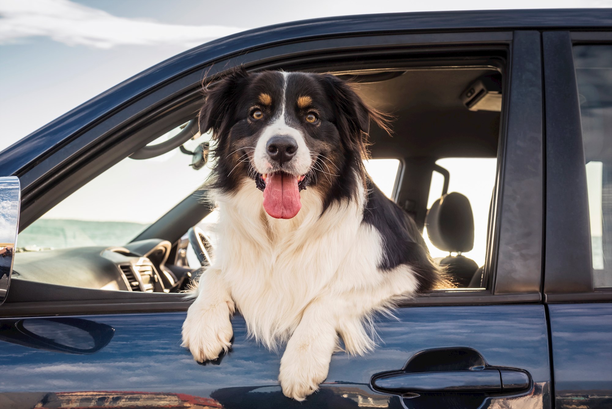 Pooch haulers: The five safest vehicles for your dog reveale - Driven ...