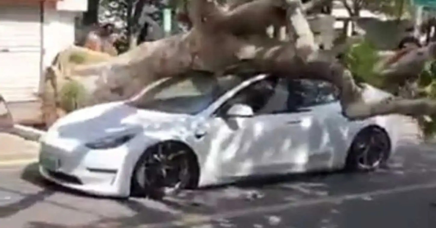 Watch: Huge tree falls on Tesla Model 3, glass roof unscathe - Driven ...