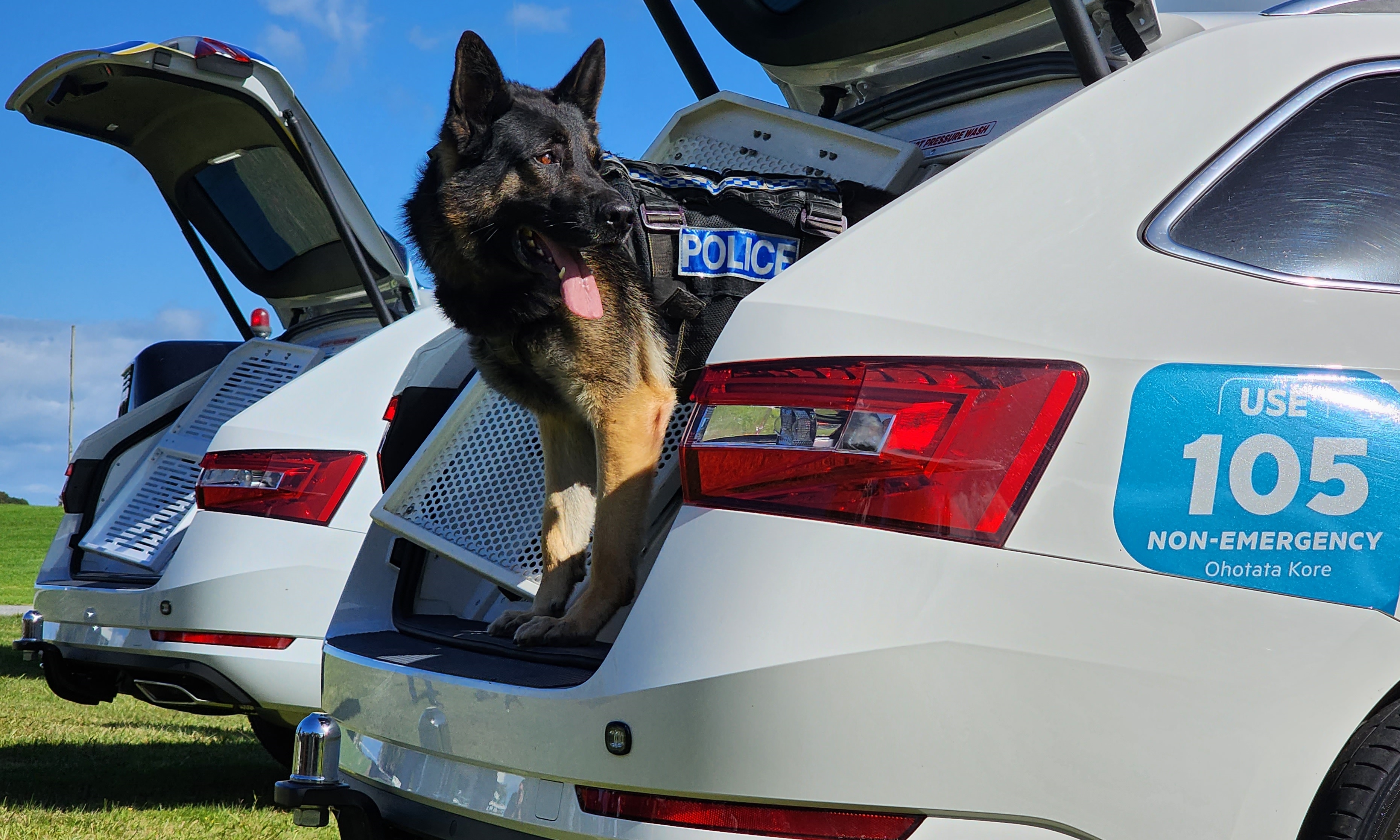 New Skoda dog wagons: NZ Police pooches riding in Superb cli - Driven ...
