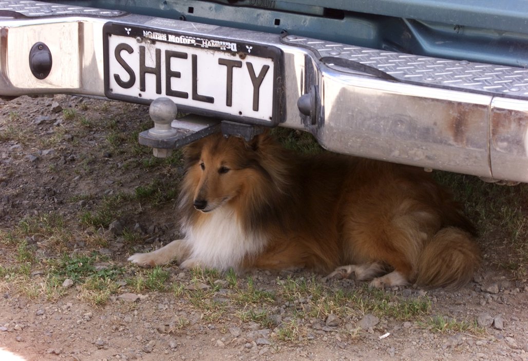 Personal plates tell it Y0RW4Y - Driven Car Guide