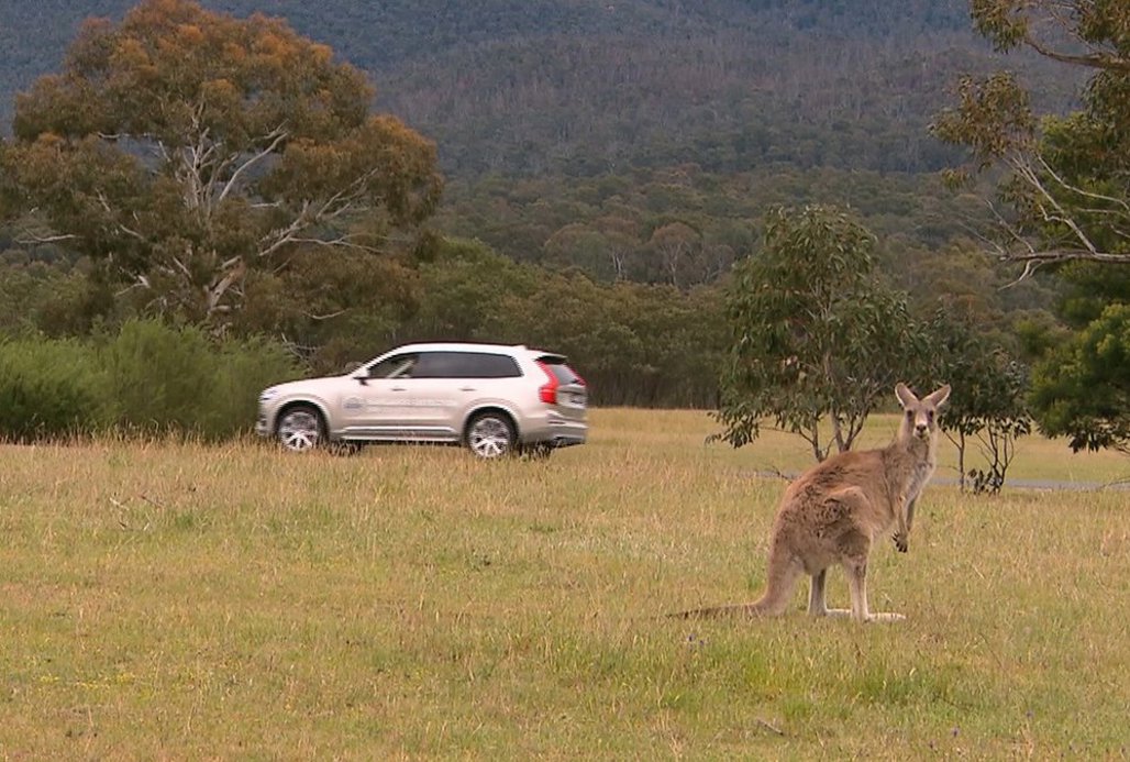 Kangaroos baffle Volvo's self-driving cars - Driven Car Guide