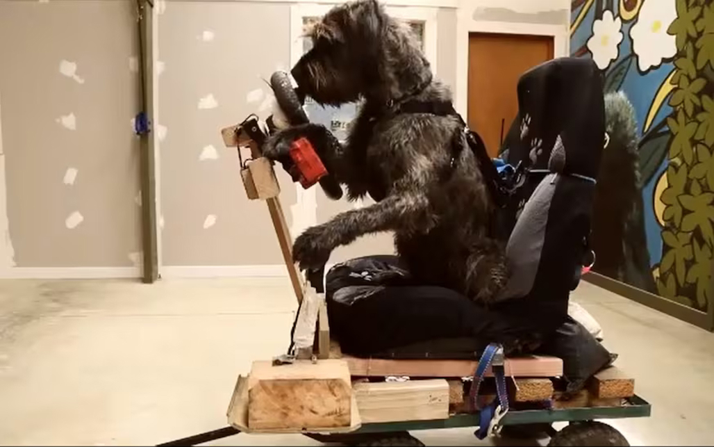 Car-Vid Classics: Driving Dogs - Driven Car Guide